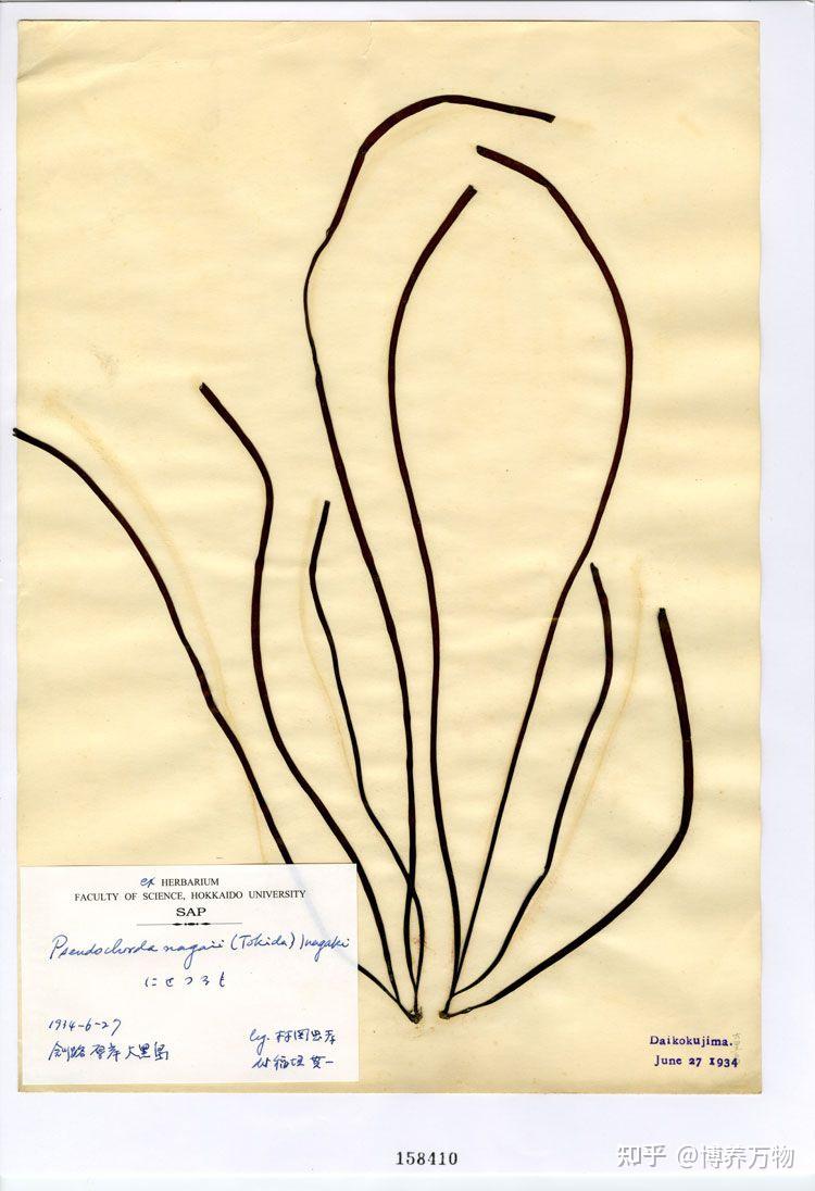 海带目Laminariales:壮丽巨藻，海中森林的创建者 - 知乎