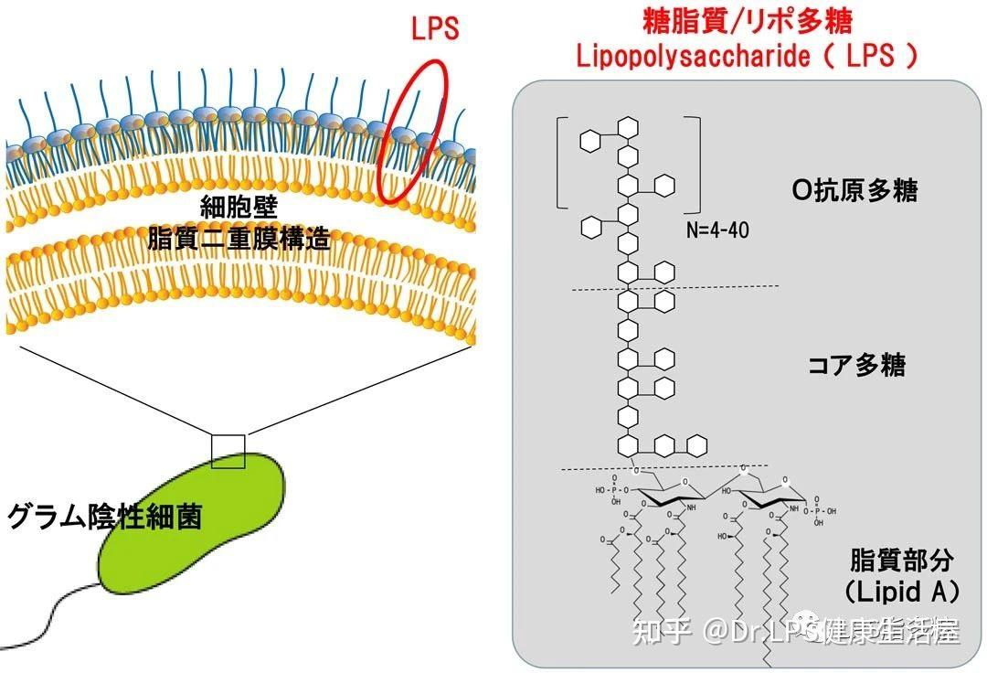 LPS脂多糖和内毒素的区别？ - 知乎