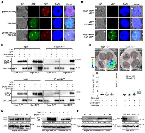PHYA, PHYB,HY5, - 知乎