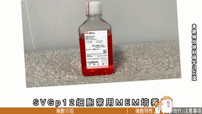SVGp12细胞培养，人星形胶质细胞培养攻略 - 丰晖生物 - 知乎