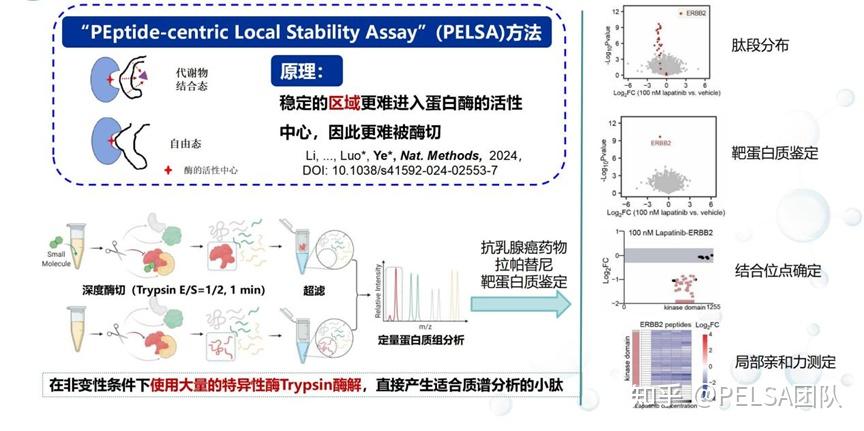 从Cell到Nature Methods:小分子结合蛋白质鉴定技术PELSA的艰辛发表历程 - 知乎