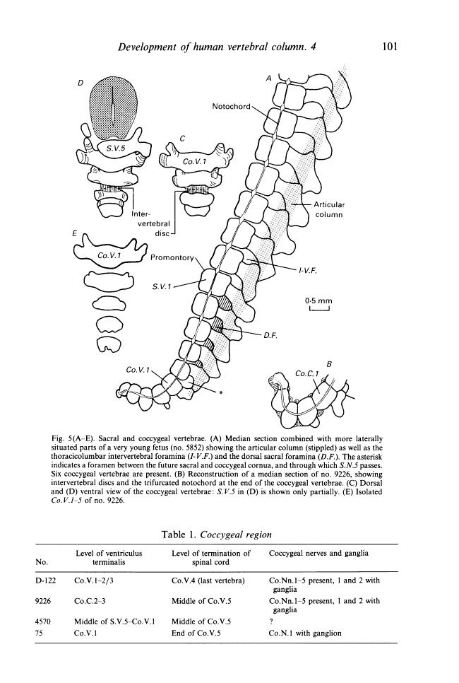 人的 TBXT 基因可能确实是 hypomorphic: 一些证据 - 知乎