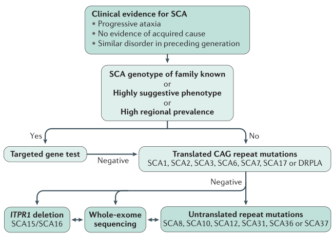 脊髓小脑共济失调科普 - 知乎