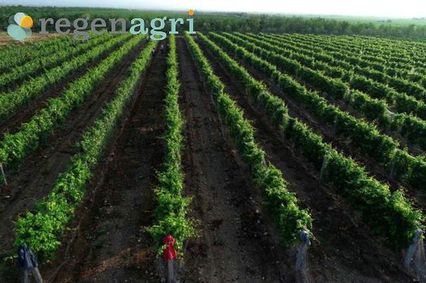Regenagri认证标准更新周期解析：频率、机制与行业影响 - 知乎