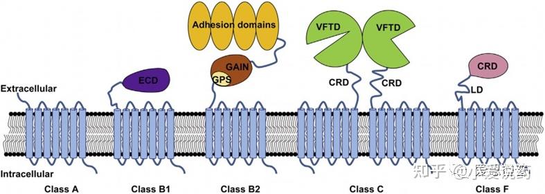 《爱求索》之GPCR靶点对肿瘤发生的影响 - 知乎