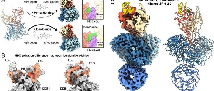 CRBN分子胶药效差异的结构基础 - 知乎
