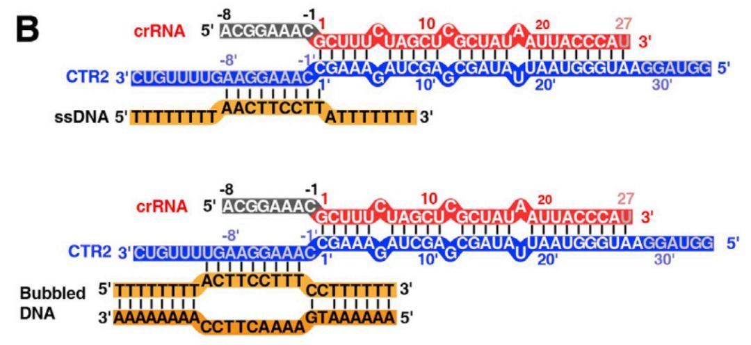 Cell丨王艳丽/章新政合作组揭示CRISPR-Csm分子机制—专家点评 - 知乎