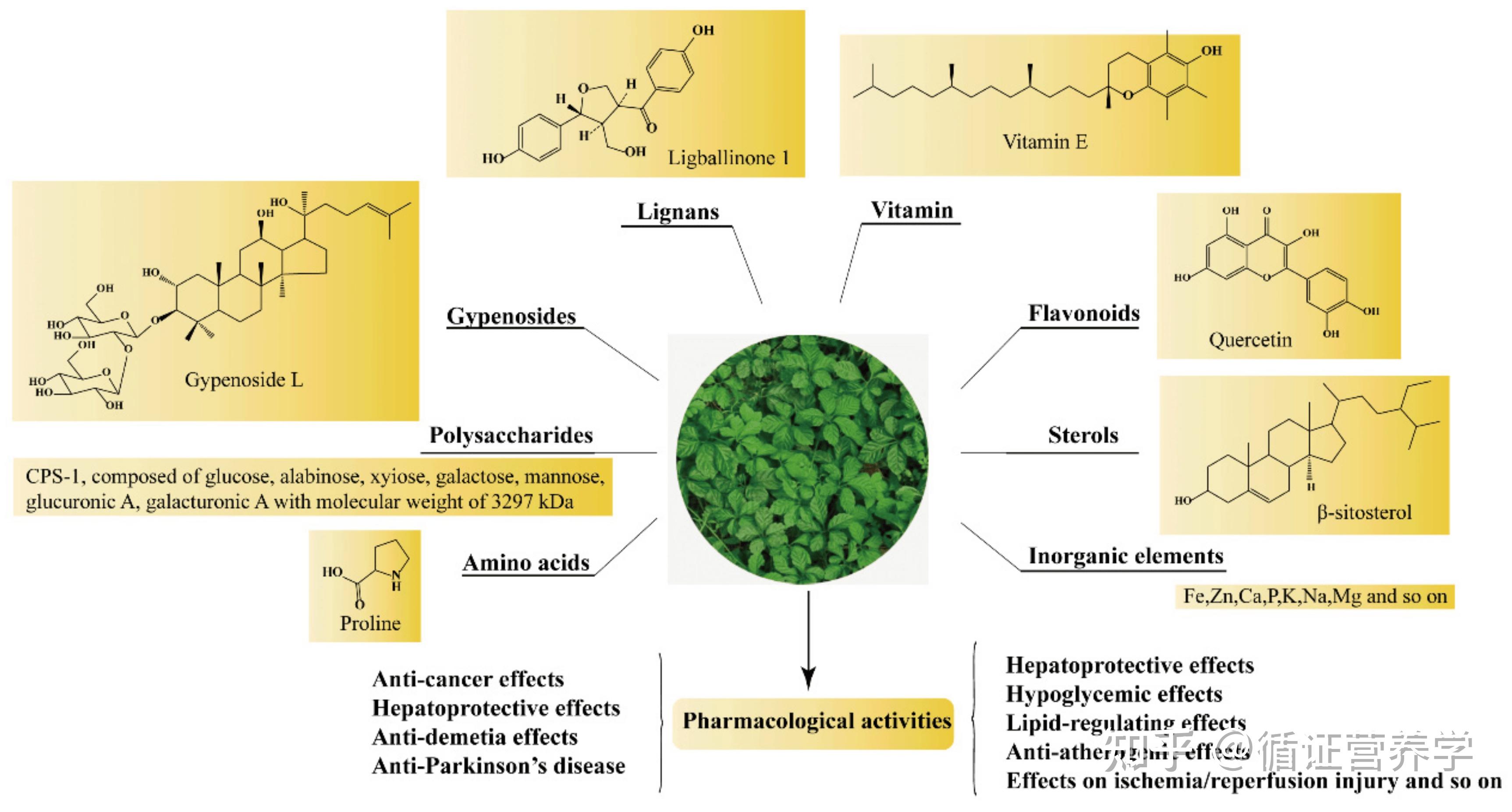 功能营养篇-绞股蓝提取物/叶（Actiponin®） - 知乎