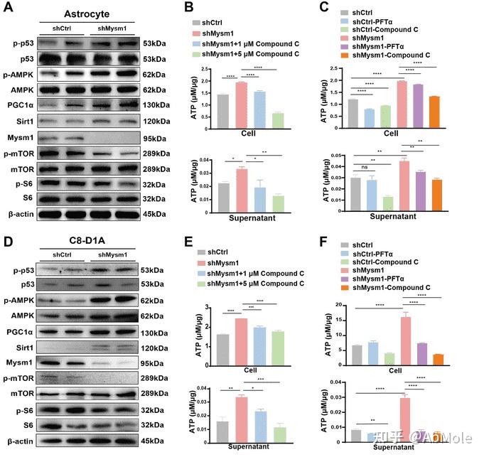 AbMole | Dorsomorphin (Compound C)：BMP/AMPK双通路抑制剂，为干细胞和肿瘤研究提供新视角 - 知乎