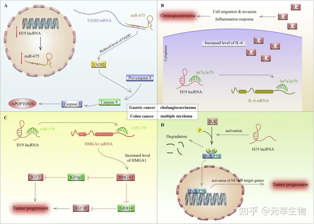 LncRNA专题（一） | IncRNA的概念、分类和功能概述 - 知乎