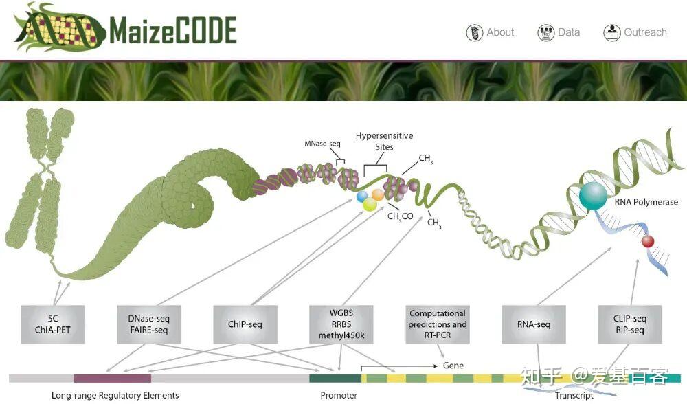 从ENCODE到植物pENCODE：表观图谱正当时，附数据库盘点 - 知乎