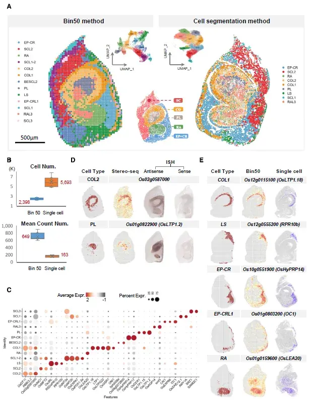 Developmental Cell封面 | Stereo-seq助力绘制水稻种胚单细胞分辨率空间转录组图谱 - 知乎