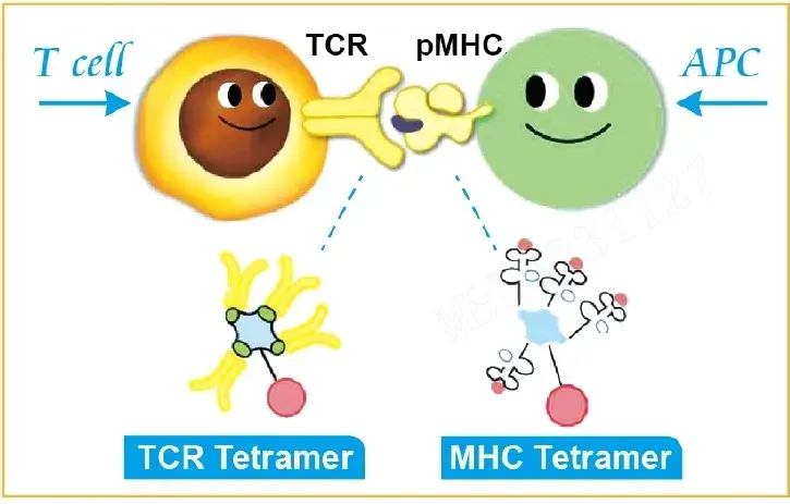 一文解密TCR四聚体：可识别特异性pMHC复合物的四聚体试剂 - 知乎