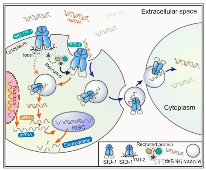 NSMB丨揭示系统性RNA干扰关键蛋白SID-1结构与核酸转运机制 - 知乎
