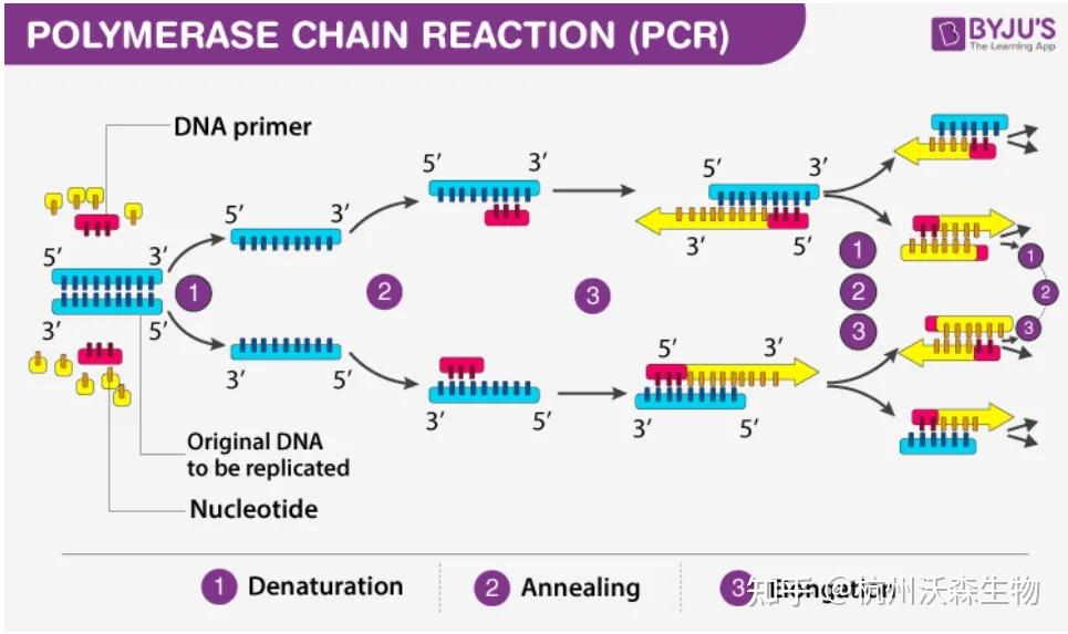 PCR全家桶（PCR、qPCR、RT-PCR、RT-qPCR），科研新人看完秒懂！ - 知乎