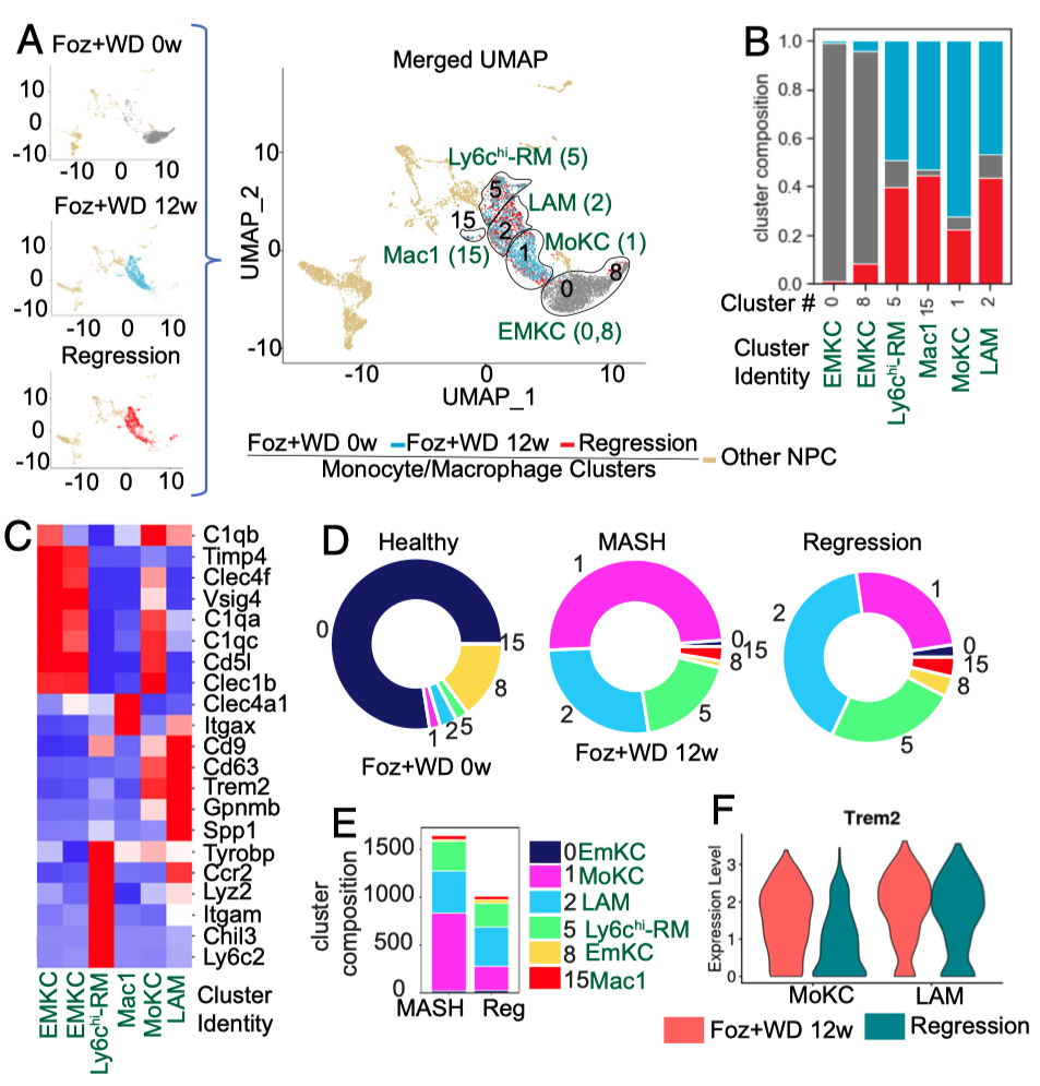 PNAS丨在MASH消退期间,TREM2参与脂质相关巨噬细胞相关的纤维化消退 - 知乎
