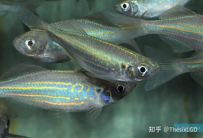 大【鱼丹】属Devario，不一样的大斑马鱼 - 知乎