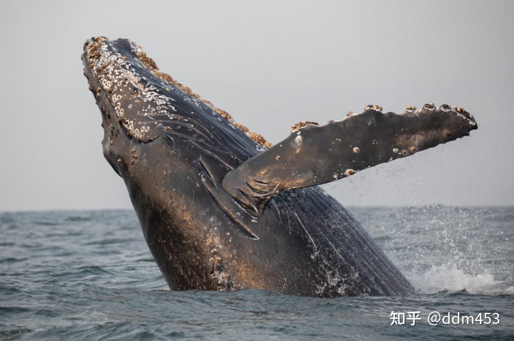 藤壶是一种什么样的生物？ - 知乎