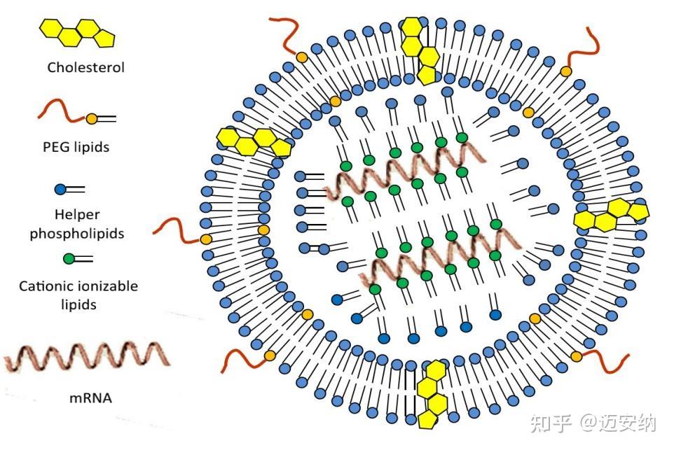 mRNA-LNP疫苗的设计考量 - 知乎
