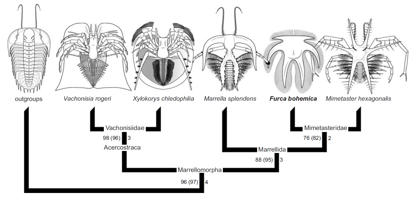 【地球演义】海蝇小传（上）：做加法，做减法 - 知乎
