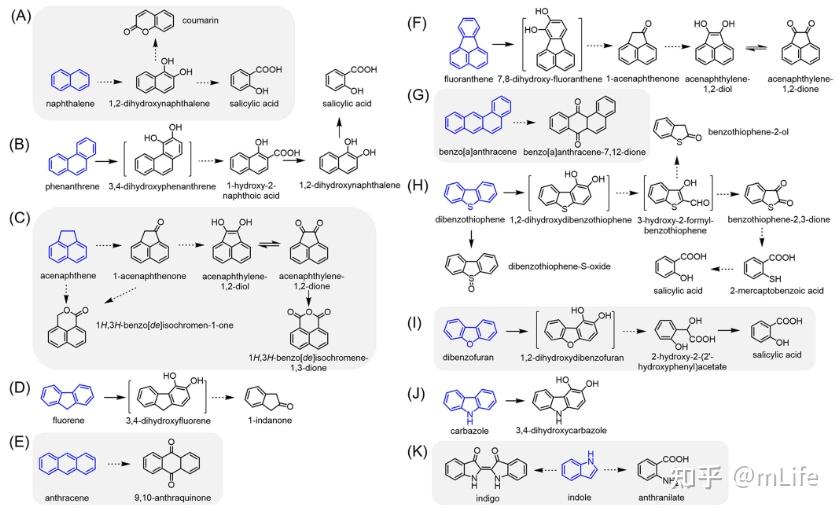 mLife | 鞘脂菌SHPJ‐2多环芳烃降解机制解析 - 知乎