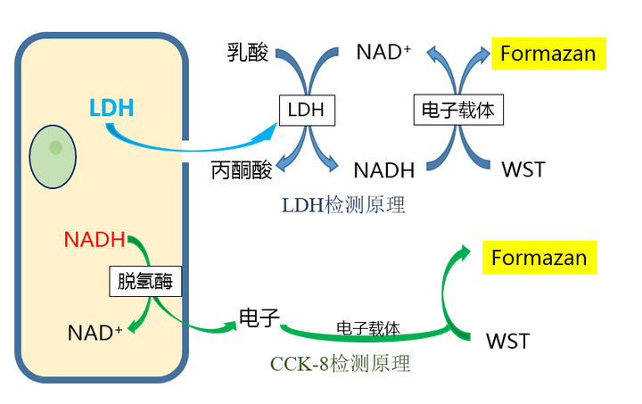 细胞毒性测试 | LDH法与CCK-8法比较 - 知乎