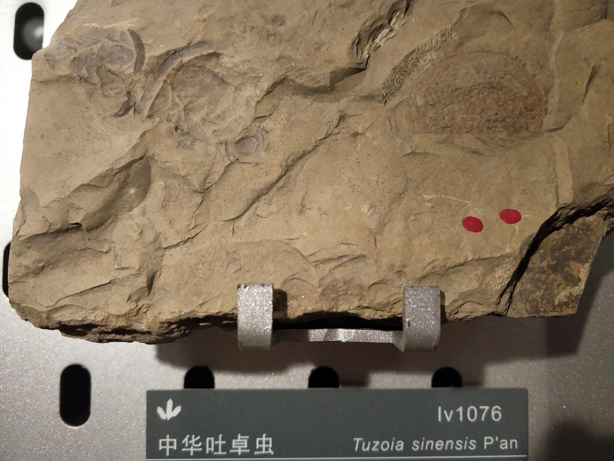 地质博物馆记行：馆藏.寒武纪篇 - 知乎