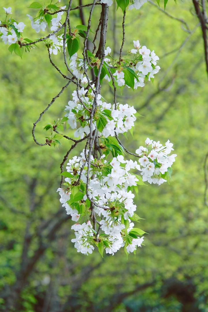 linux mint21安装fcitx5输入法框架下的日语mozc输入法引擎 - 知乎