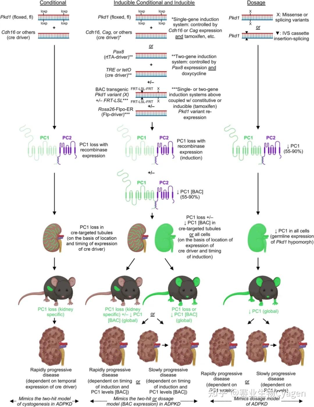 抢先看：最快三周出表型！诱导型多囊肾病（PKD）小鼠初步数据 - 知乎