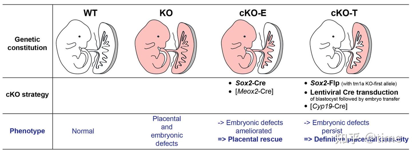 文献分享 | Developmental Biology：一个良好的开端：胎盘交换面的重要性--小鼠的启示 - 知乎