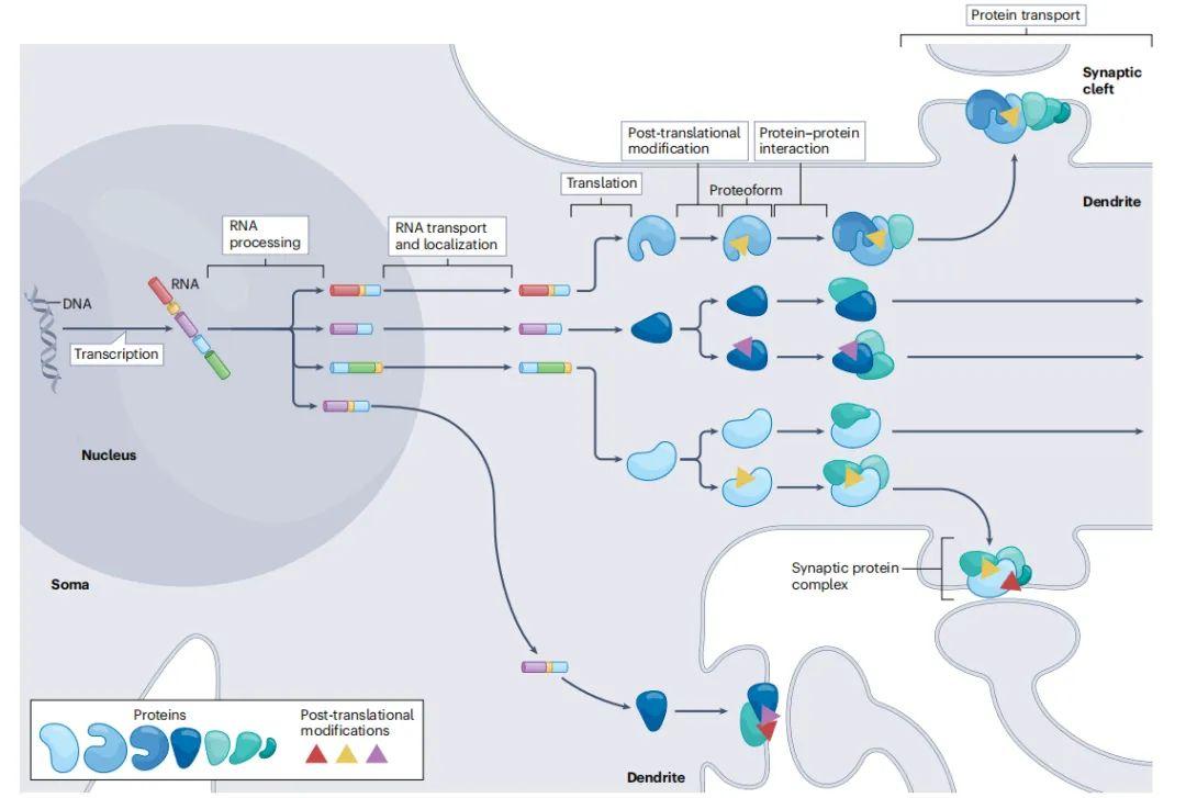 Nat Rev Neurosci最新综述：全面理解突触的分子多样性 - 知乎