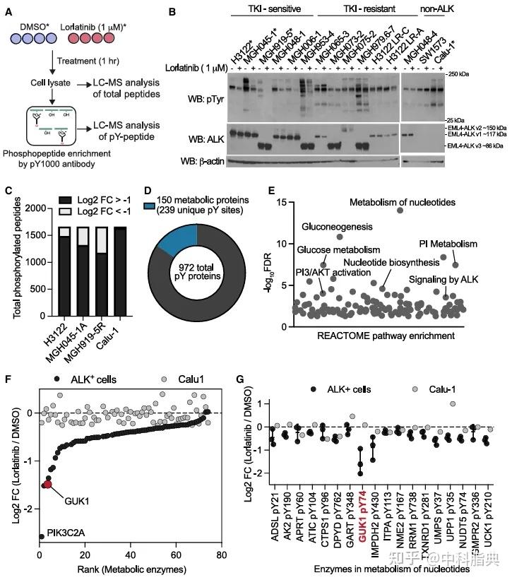Cell：GUK1激活是肺癌的代谢关键点 - 知乎