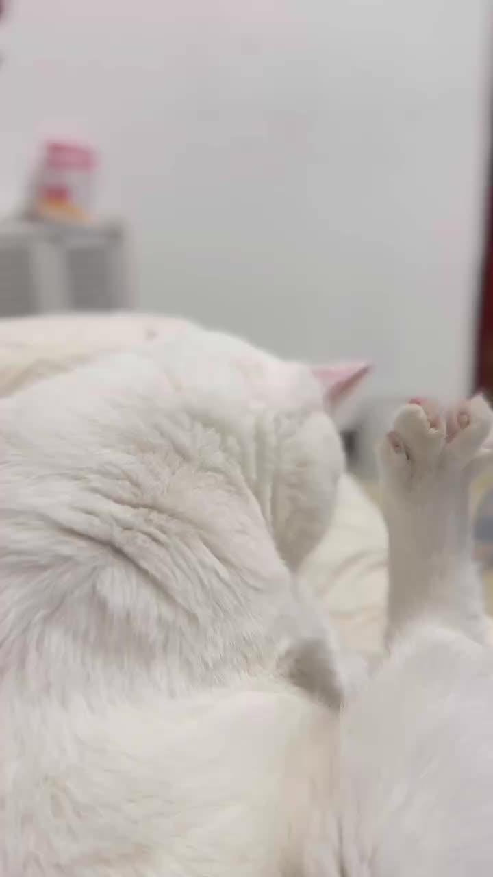 双十一如何挑猫粮-一起学会看猫粮成分表 - 知乎