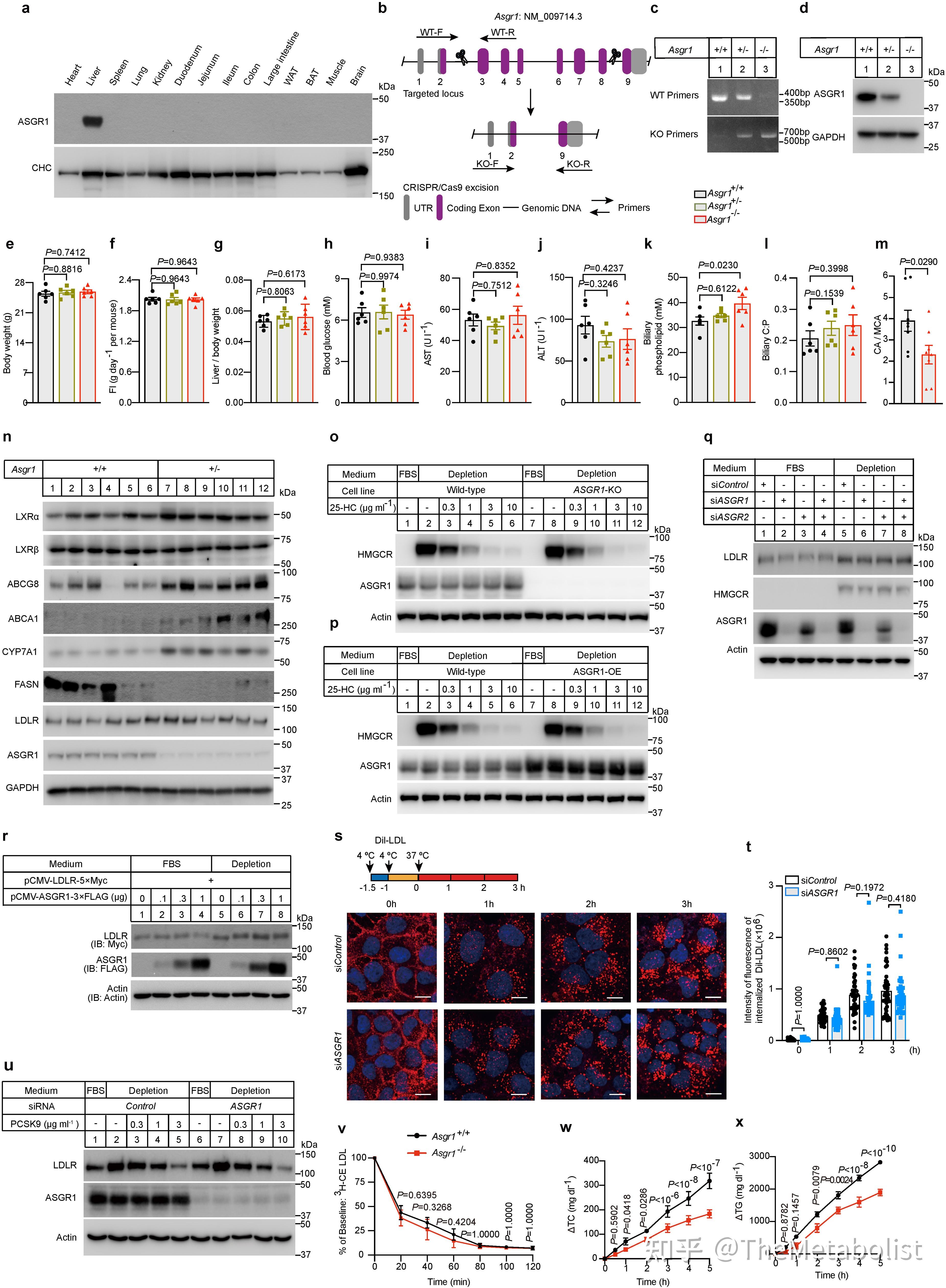 代谢学人--Nature: 驱逐胆固醇，Asgr1有奇效！ - 知乎