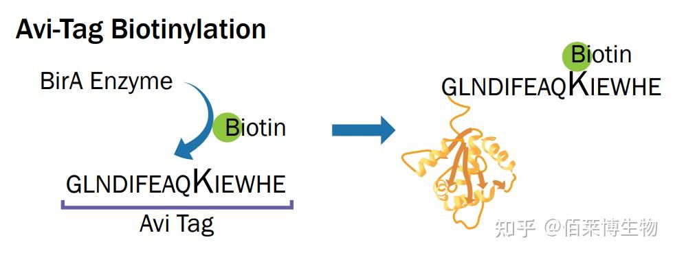 生物分子相互作用实验新利器：Avi-Tag 标签技术 - 知乎