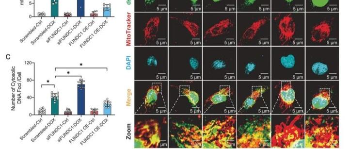 CDD丨FUNDC1 通过与 TUFM 相互作用来防止阿霉素诱导的心肌细胞的PANoptosis - 知乎