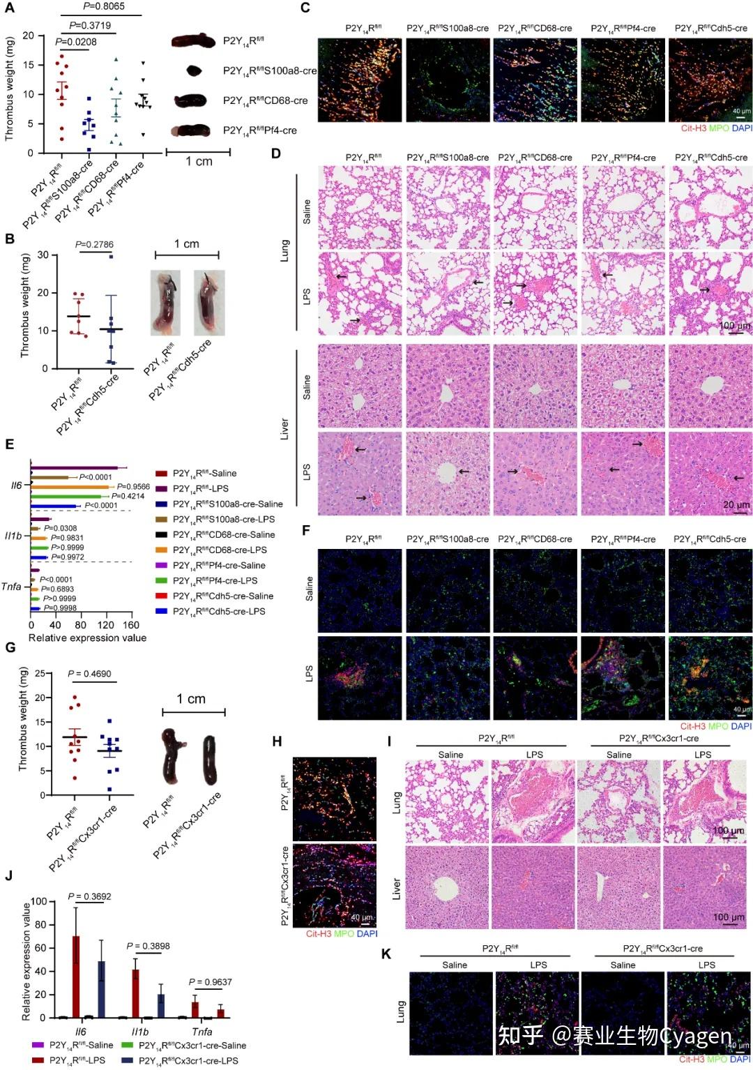 Eur Heart J（IF=35.6）| 中国药科大学/鼓楼医院团队合作发现中性粒细胞P2Y14R是防治静脉血栓的潜在新靶点 - 知乎