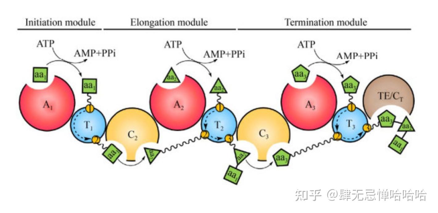 非核糖体肽合成酶（Nonribosomal peptide synthetase） - 知乎