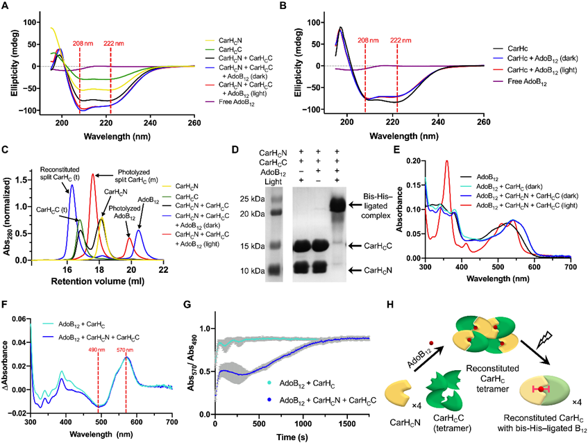 《Science Advances》港科大孙飞：感光蛋白使光响应水凝胶具有可调力学性! - 知乎