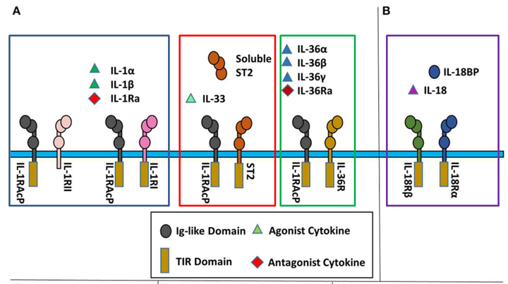 IL-1家族信号途径及功能 - 知乎