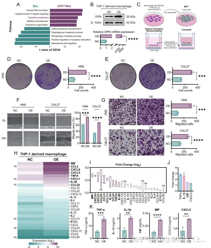 SPP1+巨噬细胞通过分泌TNFα/IL-1β，激活NF-κB通路促进头颈部鳞癌进展 - 知乎