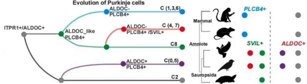 Dev. Cell | Stereo-seq助力构建羊膜类跨物种单细胞图谱，解密3.2亿年大脑演化之谜 - 知乎