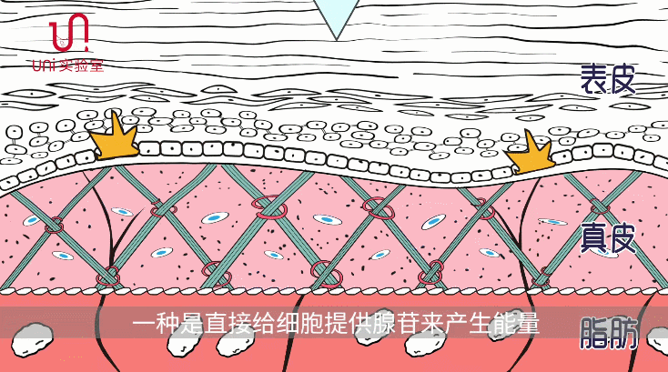 uni实验室 | 偷偷启用熬夜黑科技的她居然后悔了 - 知乎