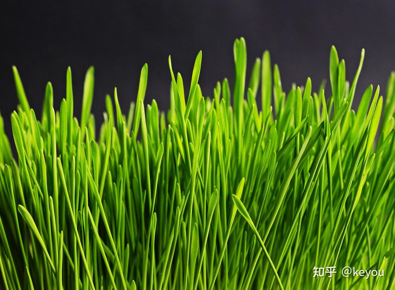 SpringCloud+Netty集群实战千万级 IM系统（完结） - 知乎