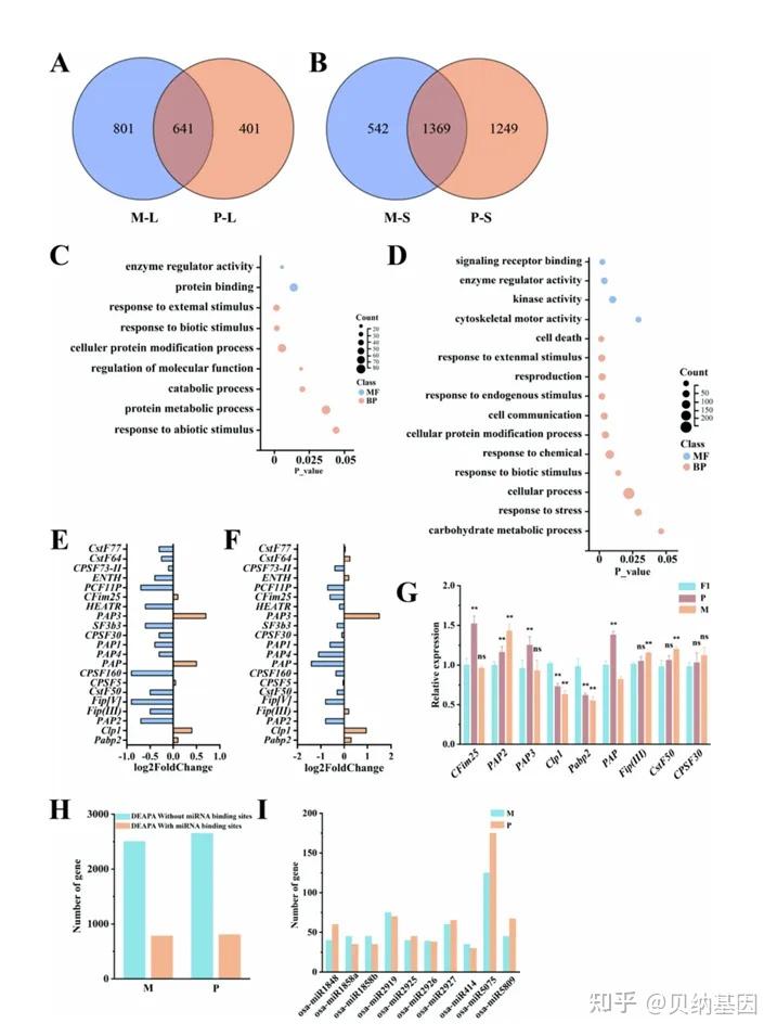 TAIL Iso-seq项目文章：杂交水稻幼穗发育中可变多聚腺苷酸化的遗传与代谢调控 - 知乎