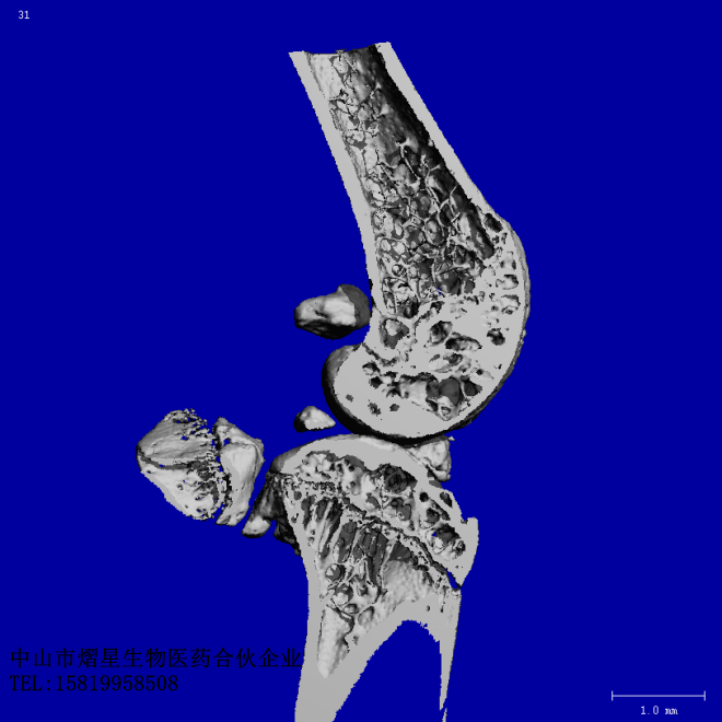 Micro-CT 在骨/组织成像等方面的应用-示例分享 - 知乎