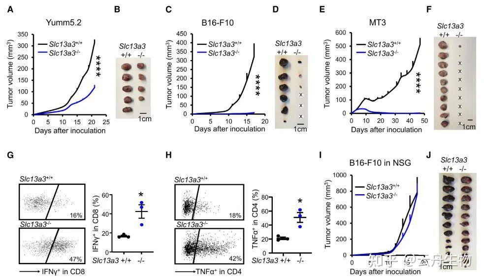 Cancer Cell | 密歇根大学邹伟平团队发现SLC13A3赋予肿瘤细胞铁死亡抗性并削弱肿瘤免疫治疗疗效 - 知乎