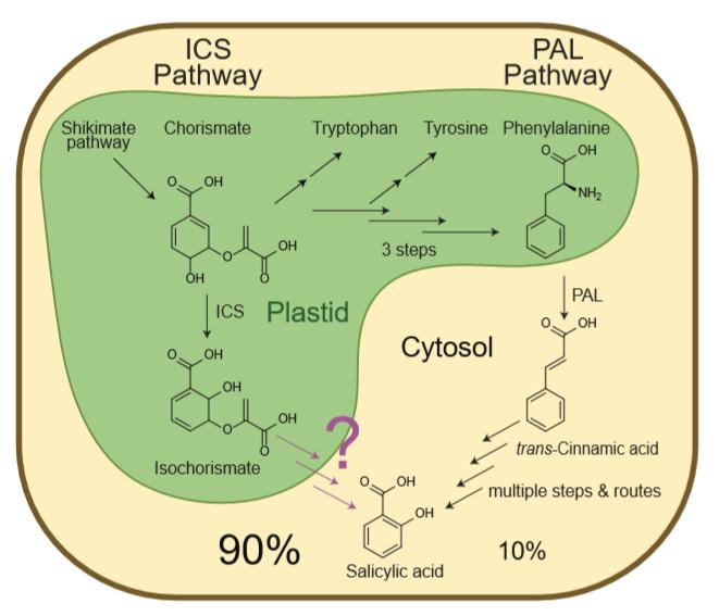 Science、Mol Plant、JIPB多篇论文解析植物中水杨酸的完整生物合成途径！ - 知乎