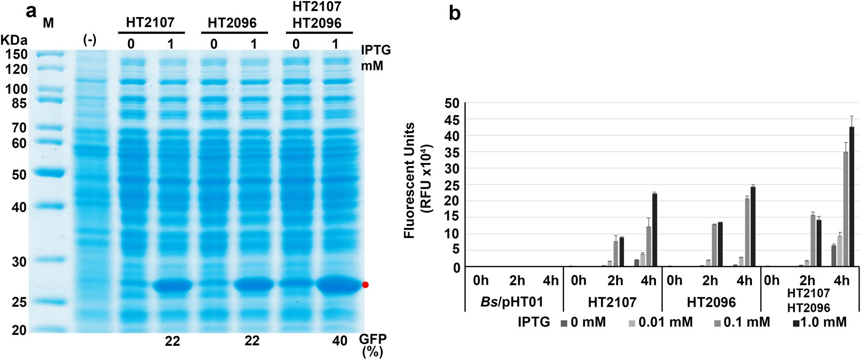 IPTG诱导的高效整合表达载体在枯草芽孢杆菌中生产重组蛋白 - 知乎