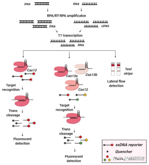 知识分享 | 基于CRISPR/Cas系统的诊断技术 - 知乎